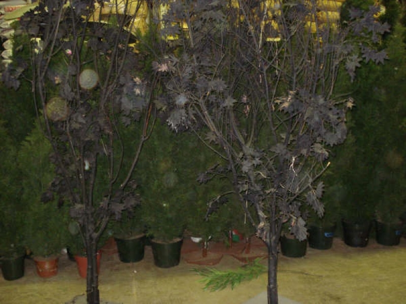 Products | American Foliage